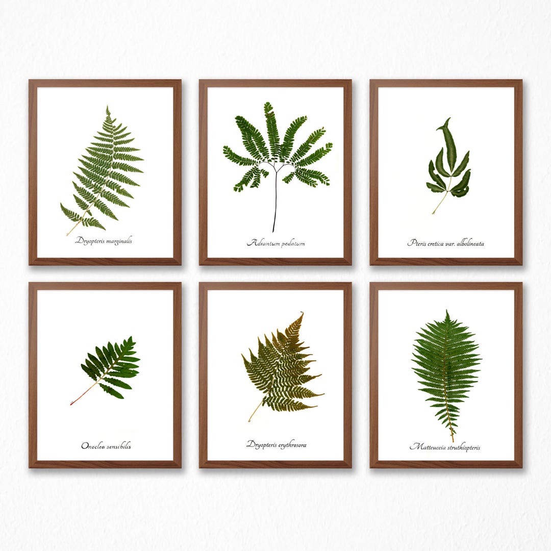 Fern Print Set - Set of 6 Fern Botanical Prints - Fern Home Decor ...