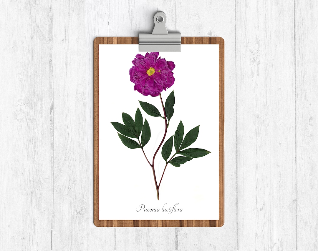Peony Botanical Print - Reproduction Garden Peony Herbarium Art - Etsy