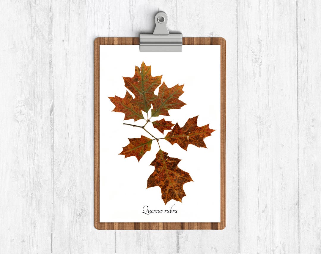 Red Oak Leaves Print - Autumn Home Decor - Botanical Print ...