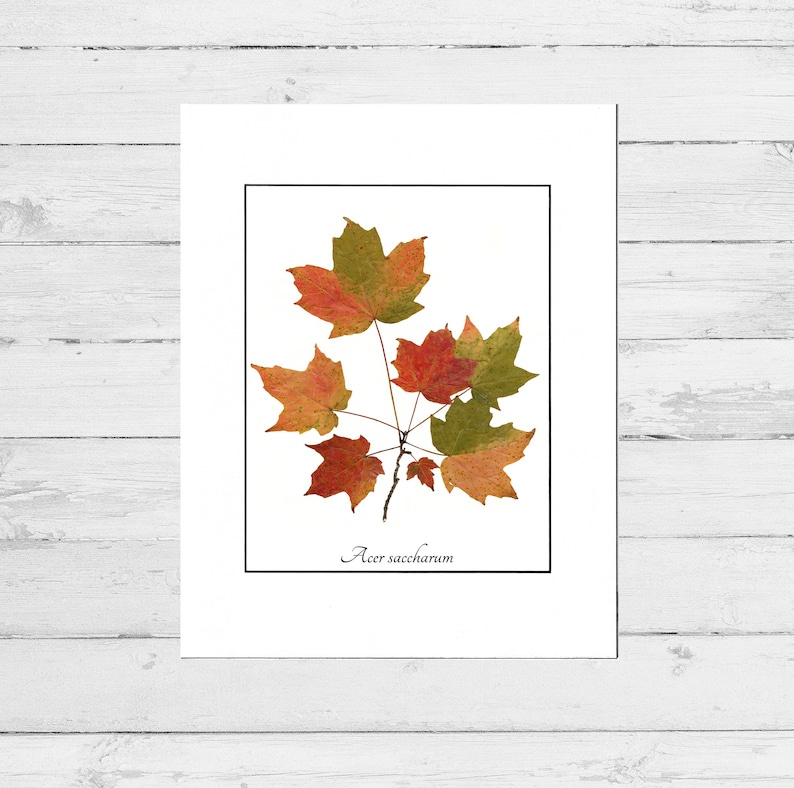 Sugar Maple Leaves Botanical Print Autumn Home Decor | Etsy