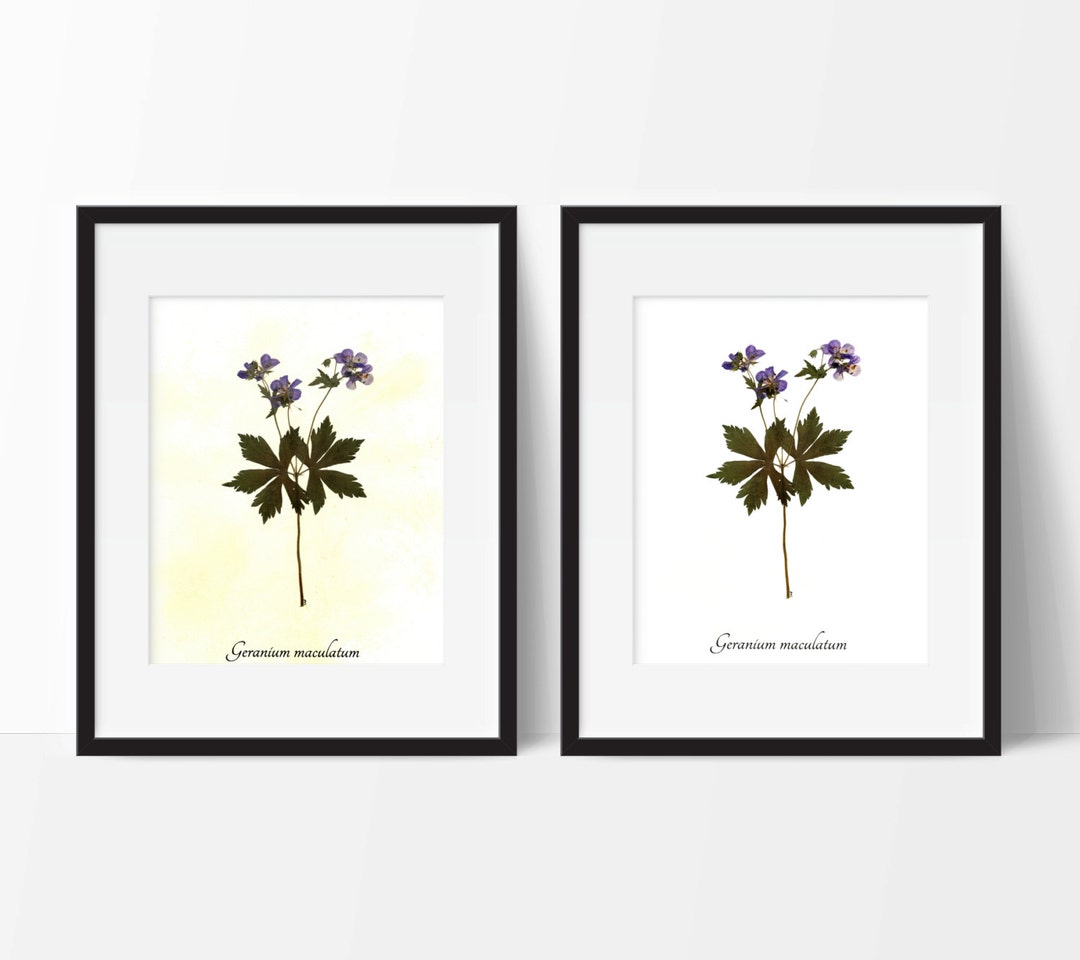 Wild Geranium Botanical PRINT - Herbarium Reproduction Art - Etsy