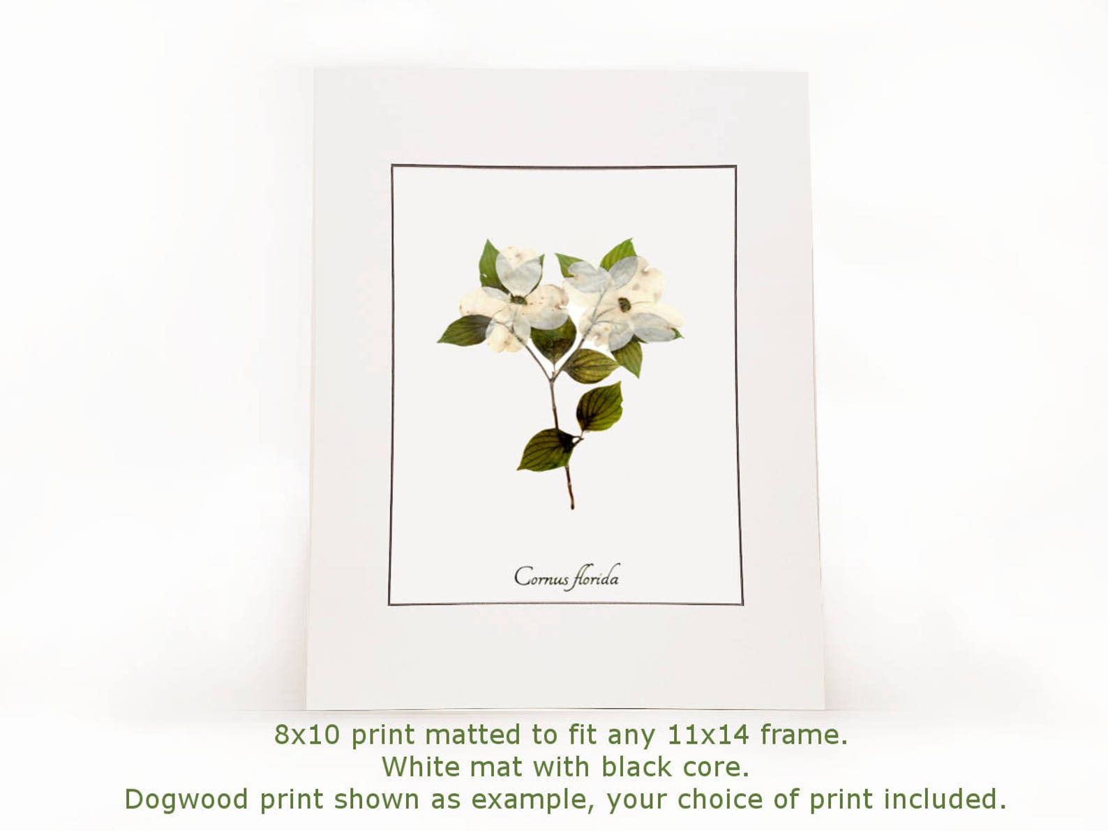 Virginia Creeper Botanical Print - Reproduction Herbarium Art ...