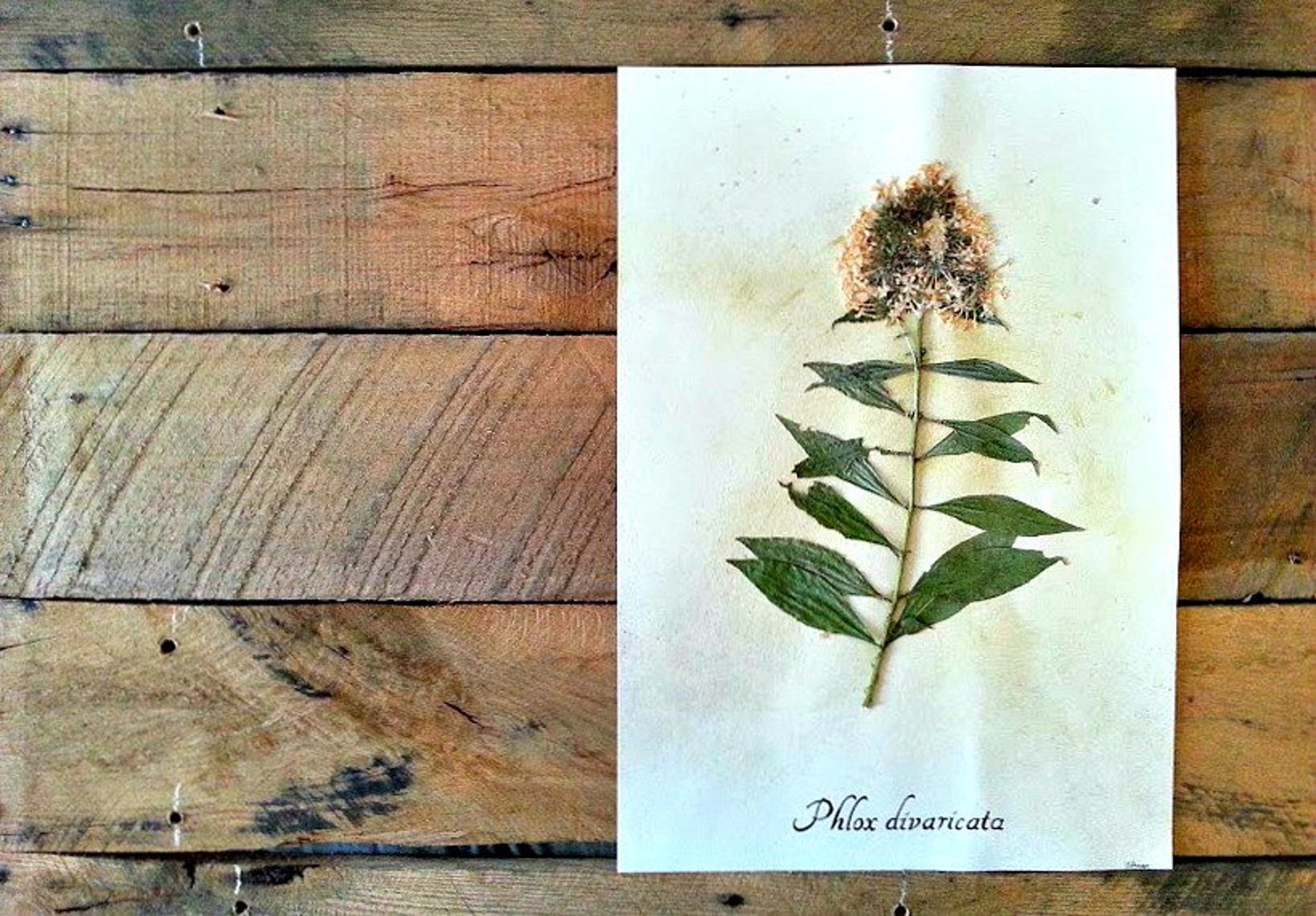 Phlox Herbarium Specimen - Real Pressed Botanical Art - Etsy