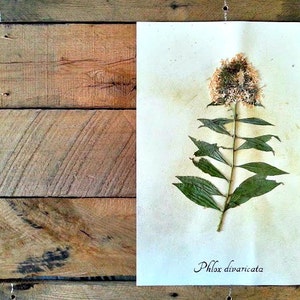 Phlox Herbarium Specimen Real Pressed Botanical Art - Etsy