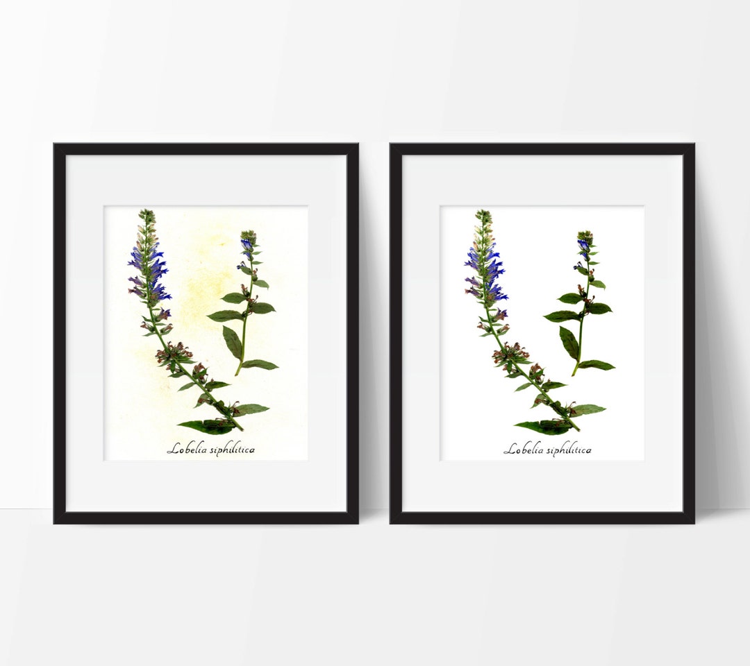 Blue Lobelia REPRODUCTION Herbarium Specimen - ART PRINT Pressed ...
