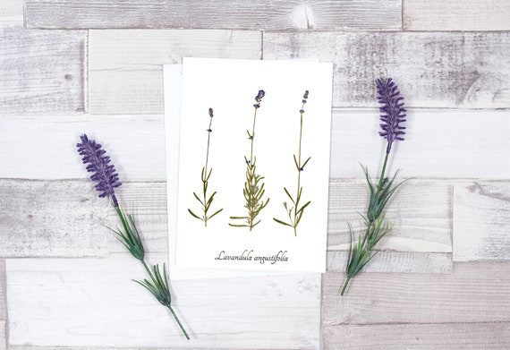 Lavender Botanical Card Blank Greeting Card A7 | Etsy