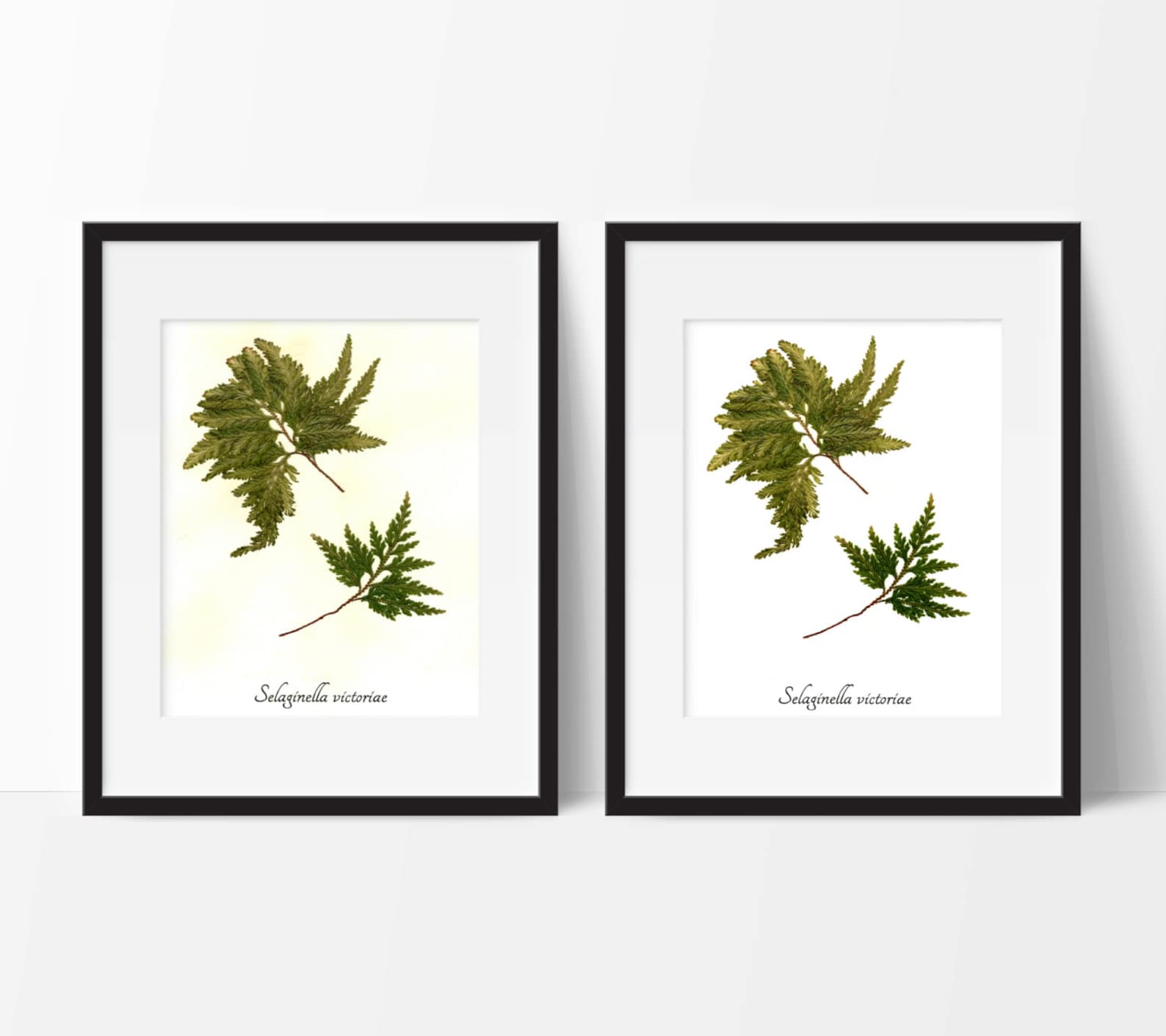 Club Moss Botanical PRINT - Etsy