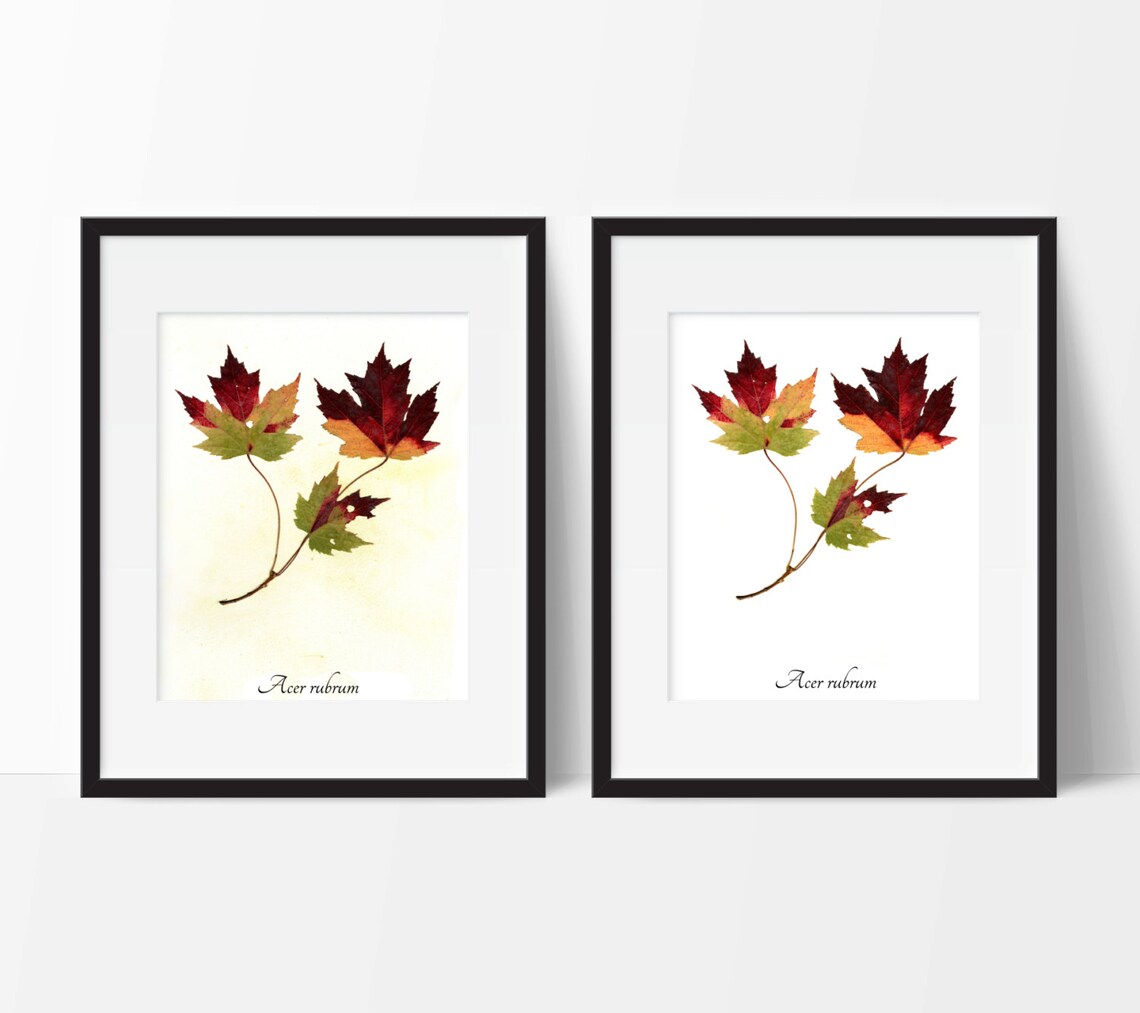 Red Maple Fall Leaves Botanic Print - Autumn Leaves Botanical Print - Etsy
