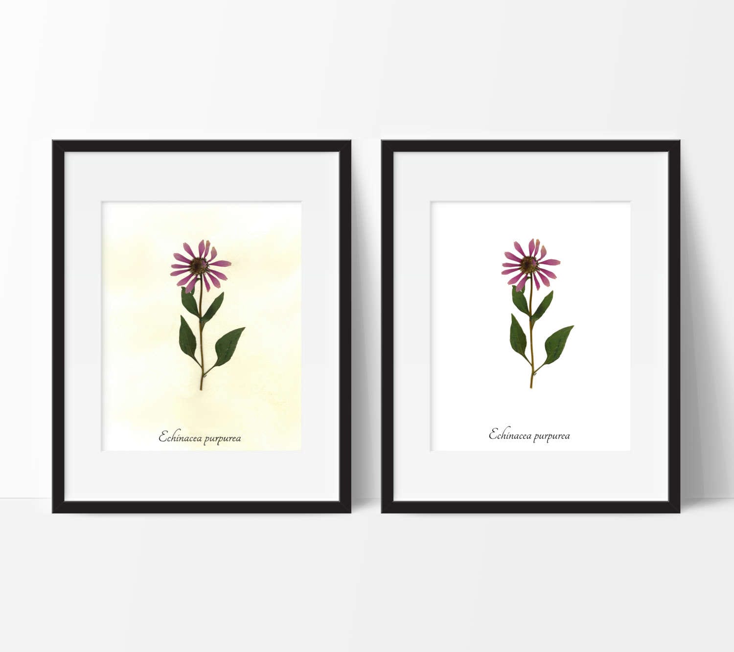 Purple Coneflower Botanical Print - Reproduction Herbarium Art ...