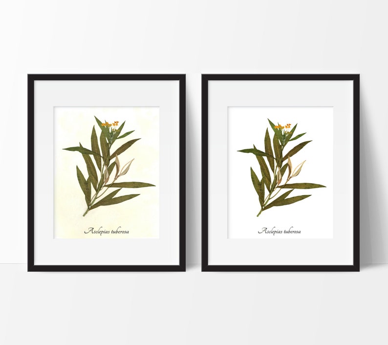 Butterfly Weed Botanical Print - Reproduction Herbarium Art - Botanical ...