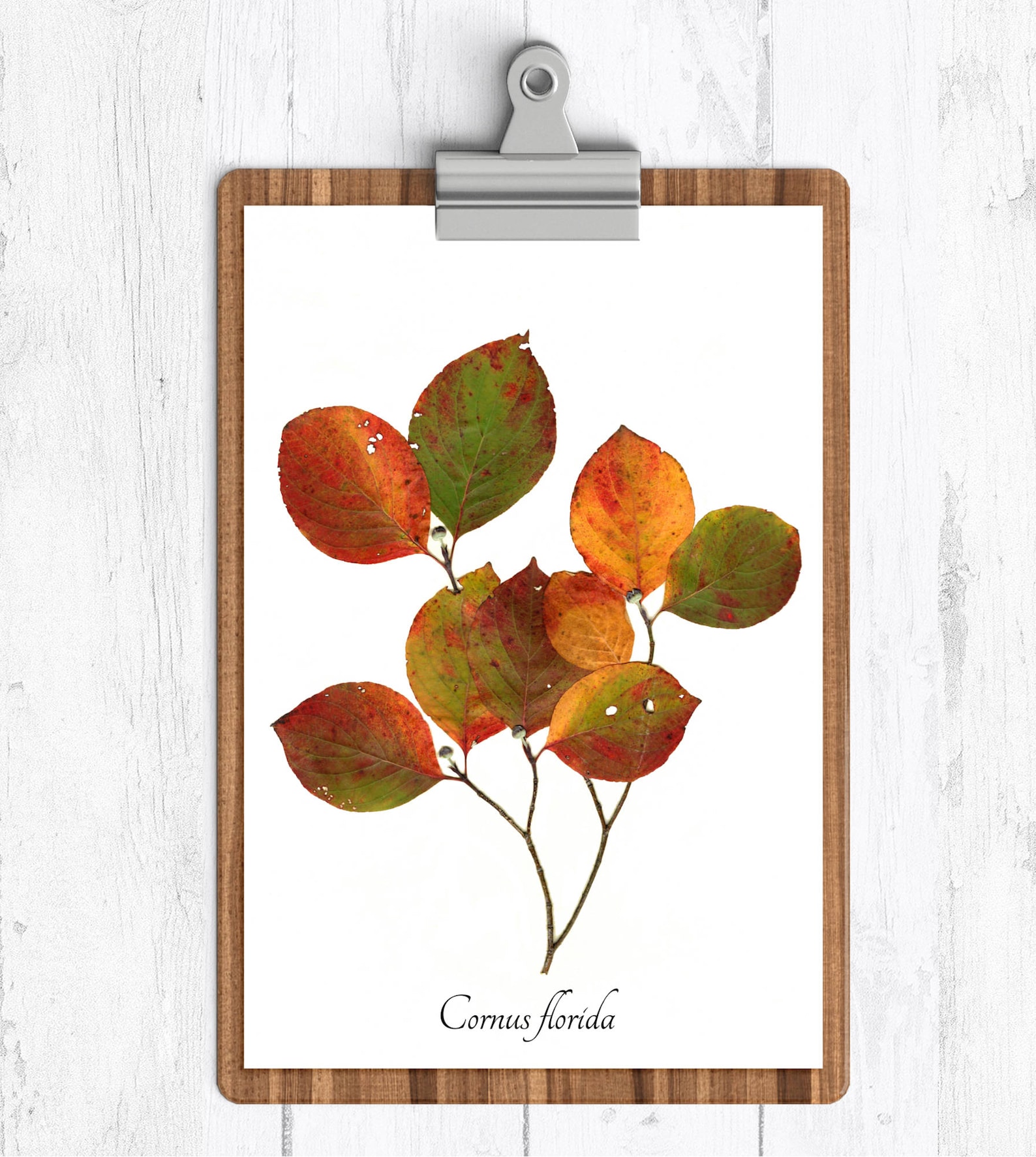 Autumn Leaves Botanical Print Set - 4 Fall Tree Leaves Art Prints ...