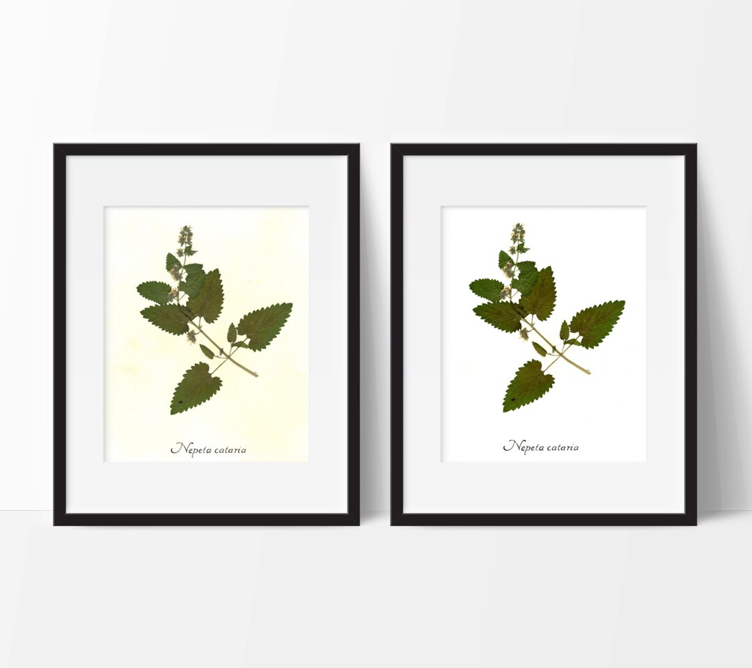 Catnip Botanical PRINT - Pressed Botanical Art PRINT - Herbarium PRINT ...