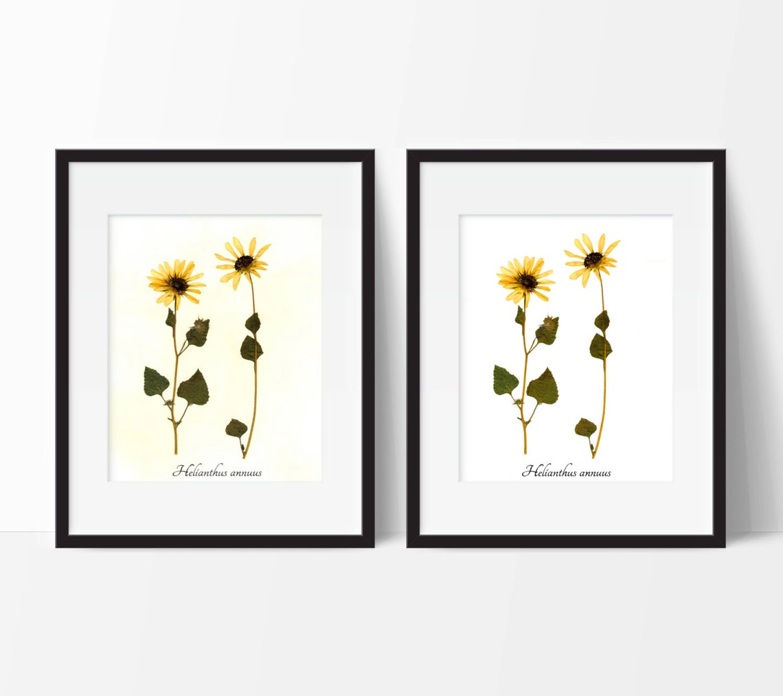 Sunflower Botanical Print - Reproduction Herbarium Art - Botanical Art ...