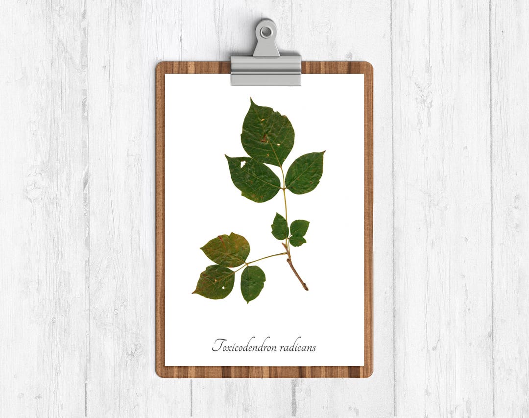 Poison Ivy Botanical Art Print - Poison Garden Herbarium Print ...