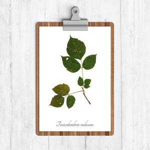 Poison Ivy Botanical Art Print - Poison Garden Herbarium Print ...