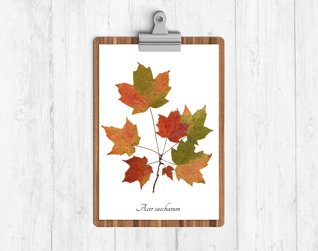 Sugar Maple Leaves Botanical Print - Autumn Home Decor - Thanksgiving ...