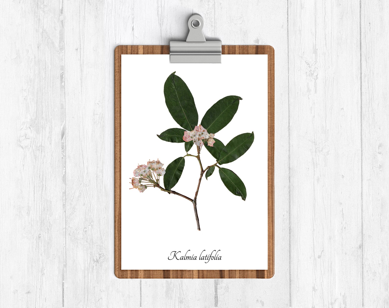 Mountain Laurel Botanical Art Print - Etsy