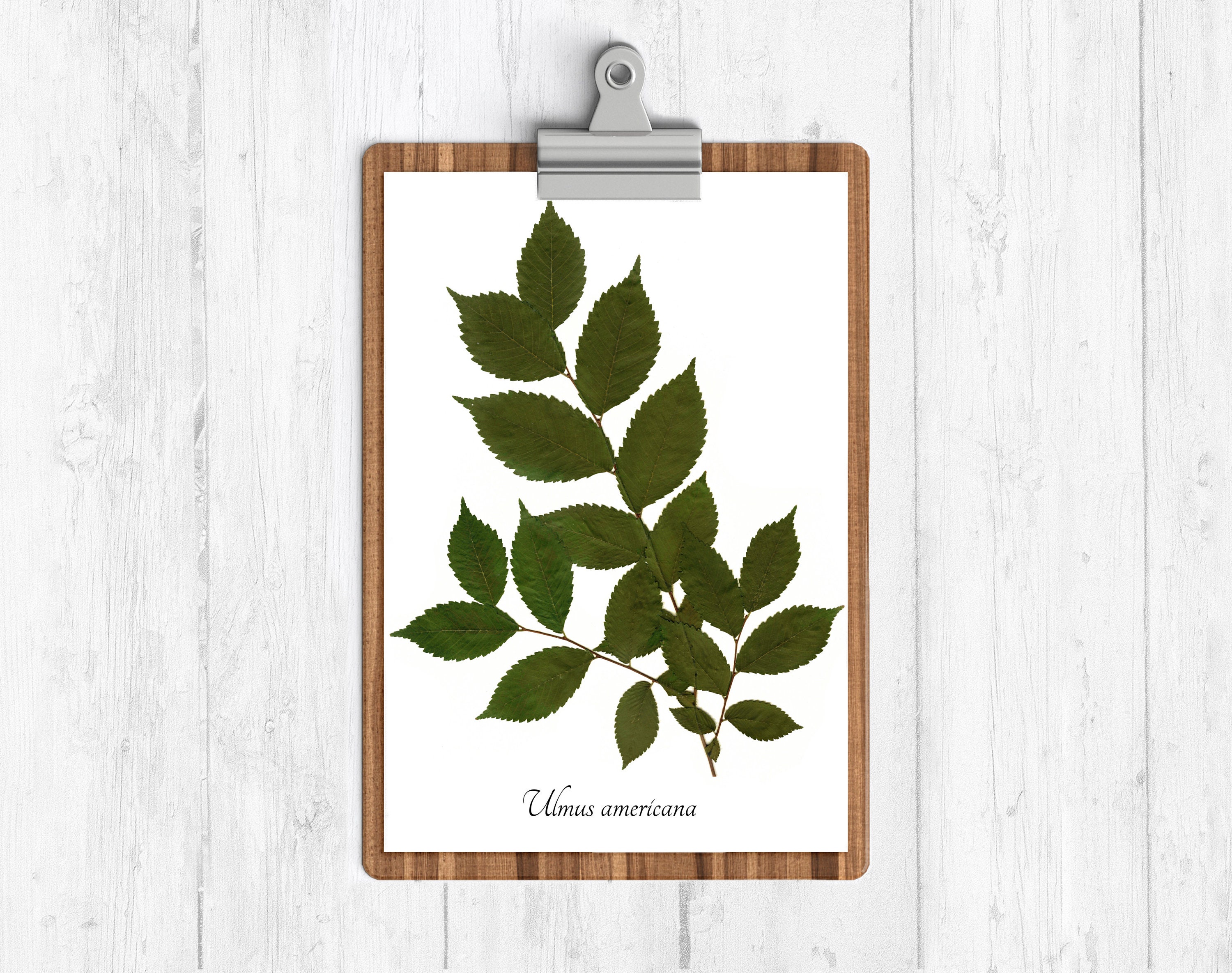 American Elm Botanical Print - Tree Wall Art Print - Pressed Leaf ...