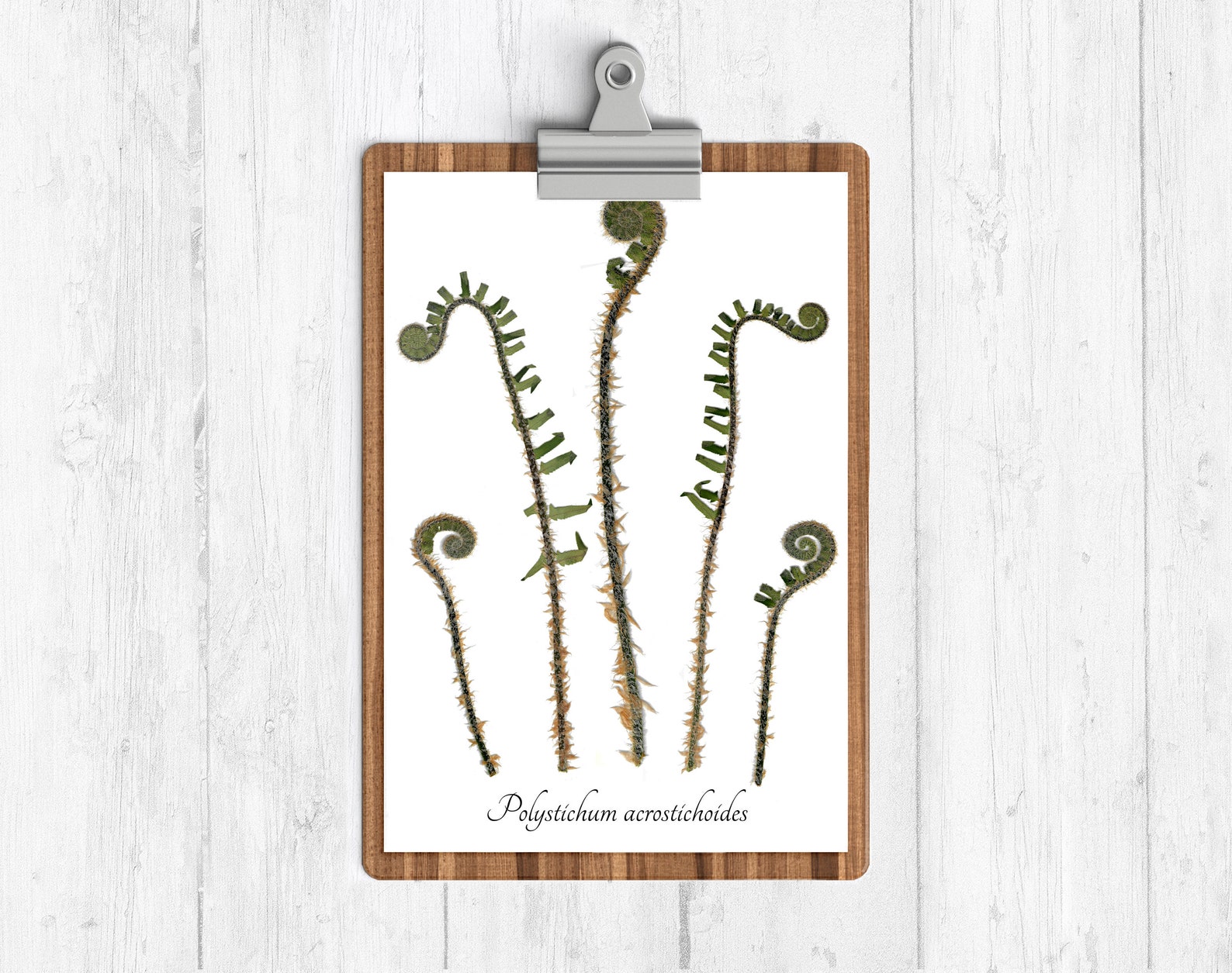 Christmas Fern Fronds Botanical Print - Real Fern Herbarium ...