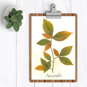 Fall Leaves Botanical Print - American Beech Autumn Leaves Home Decor ...