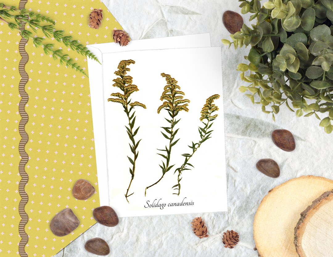 Fall Goldenrod Botanical Card - Blank Greeting Card - A7 - Etsy