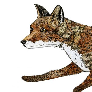 Fox Print Running Fox Pen and Ink Illustration 8x11 - Etsy