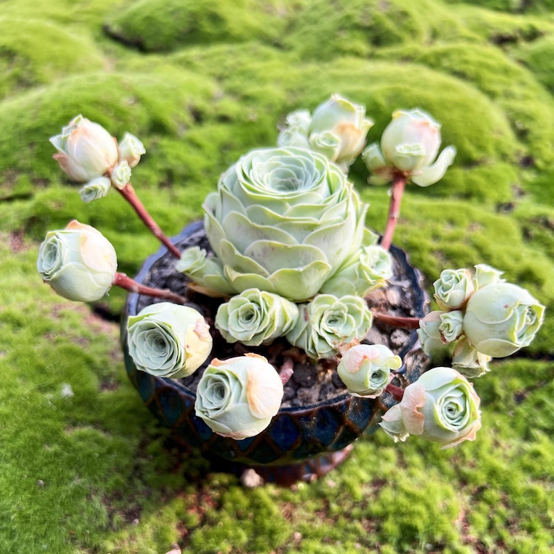 Mountain Rose Succulent - Etsy