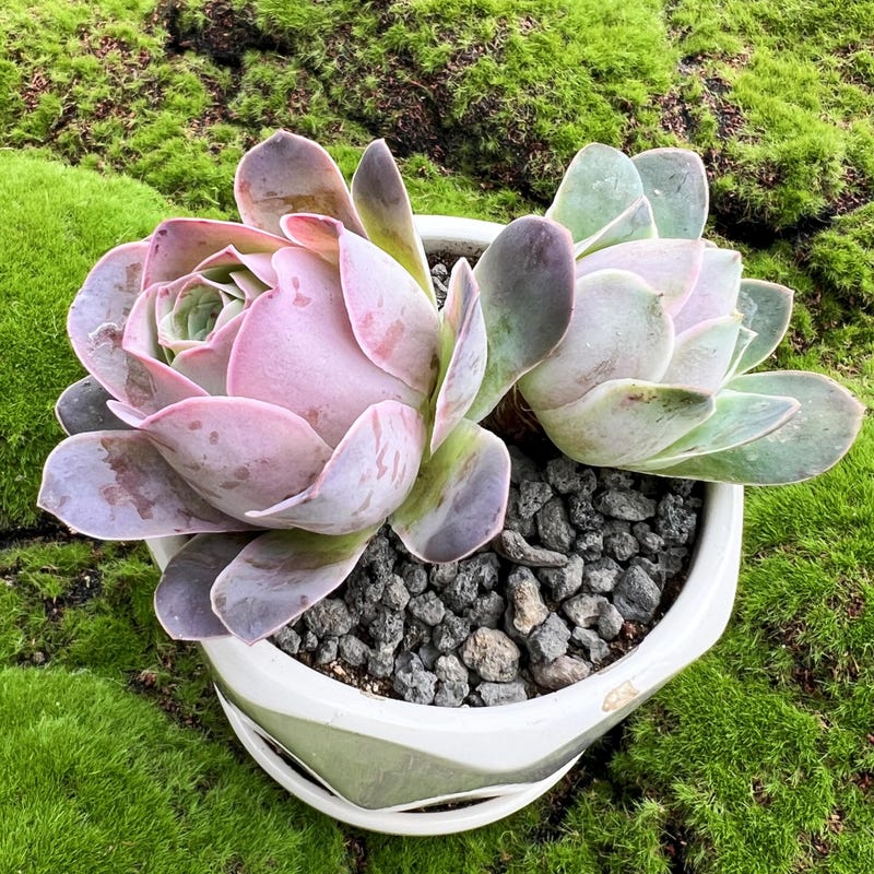 Mountain Rose Succulent - Etsy