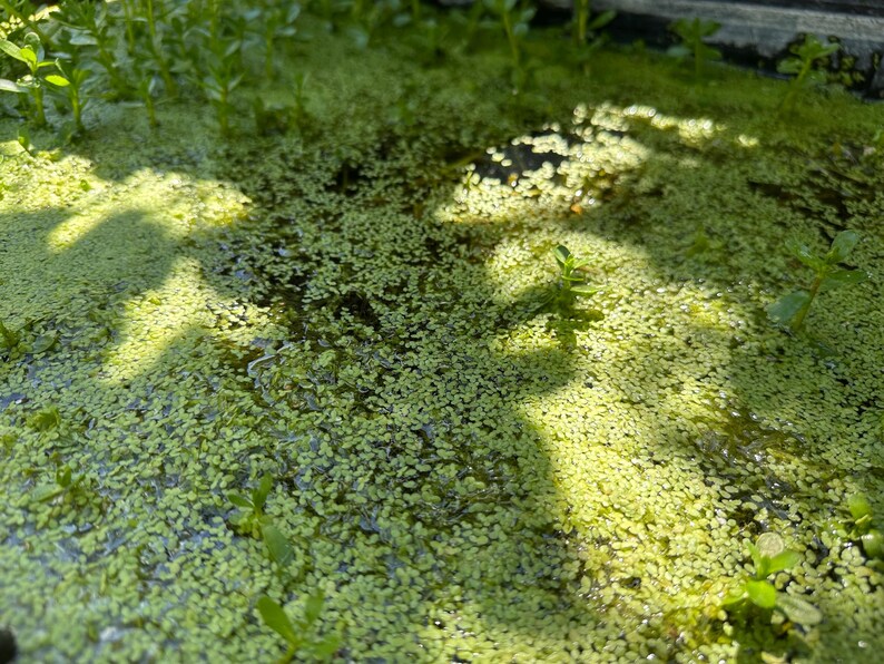 Floating Duckweed Plant – Perfect for Aquariums, Fishs, Ponds ...