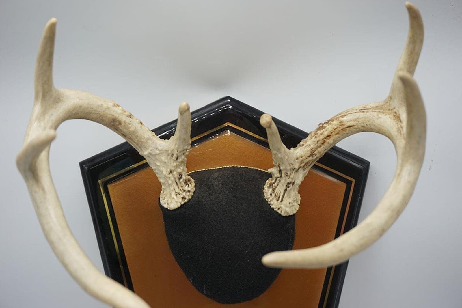 Mancave Garage Decor Whitetail Deer Antlers 8 Point Mount - Etsy