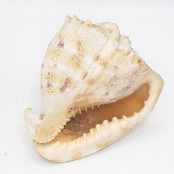 Queen Helmet Shell - Etsy