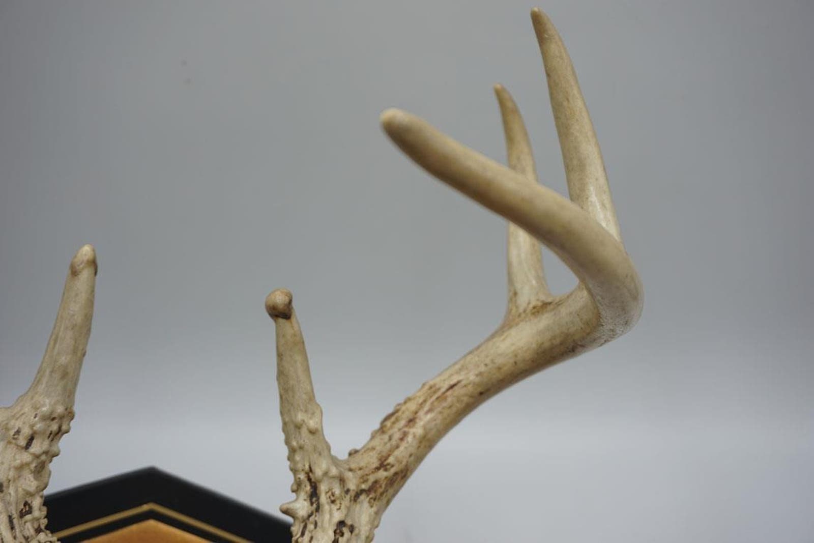 Mancave Garage Decor Whitetail Deer Antlers 8 Point Mount - Etsy