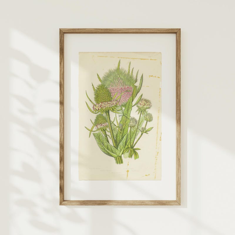 Botanical Book Plate - Etsy