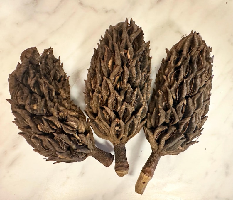 Magnolia Seed Pods - Etsy