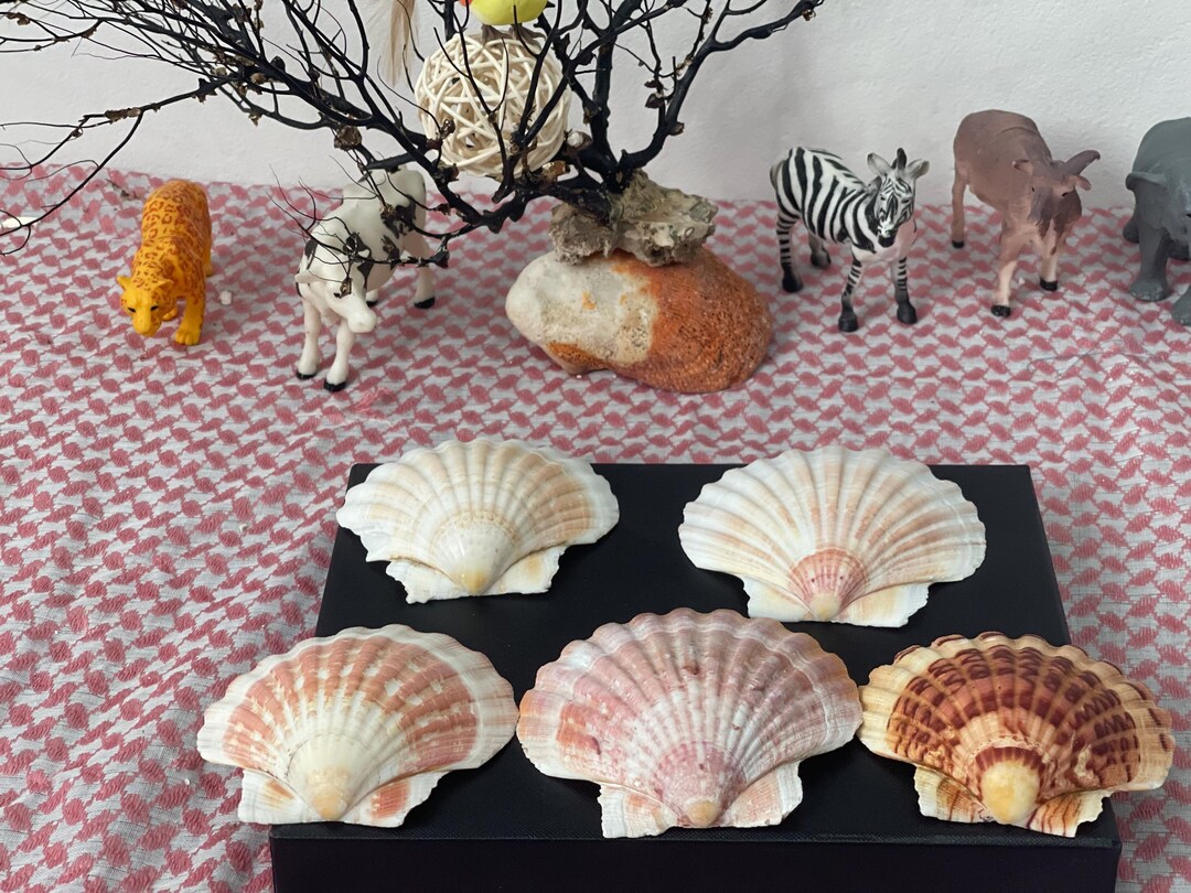 Natural Scallop and Fan Shell Set: Home Decor, DIY Crafts (5-piece, 3.5 ...