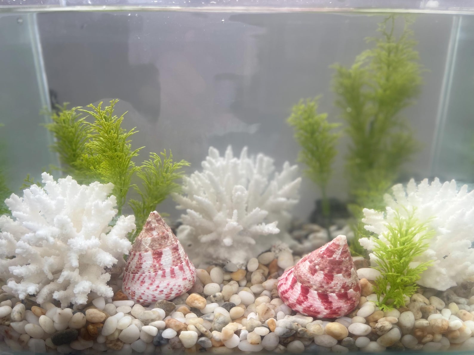 Natural White Coral Decor: Real Ocean Coral for Coastal Home & Aquarium ...