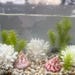 Natural White Coral Decor: Real Ocean Coral for Coastal Home & Aquarium ...