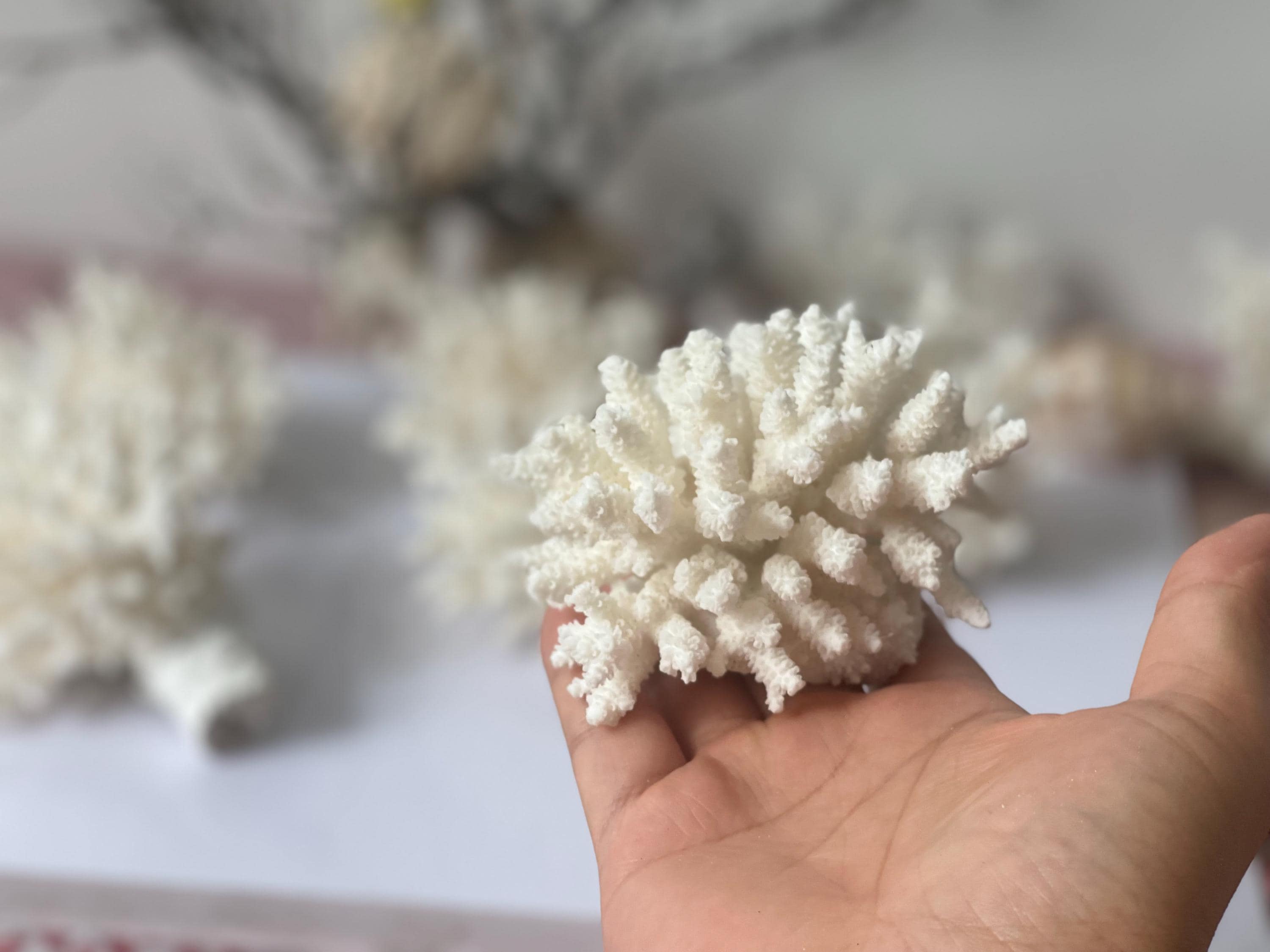 Natural White Coral Decor: Real Ocean Coral for Coastal Home & Aquarium ...