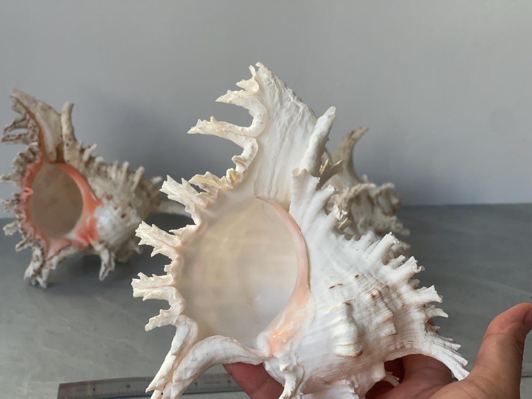 Giant Spiny Oyster Seashell: Natural Ocean Decor, Coastal Gift - Etsy