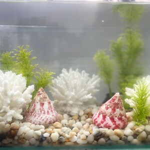 Natural White Coral Decor: Real Ocean Coral for Coastal Home & Aquarium ...