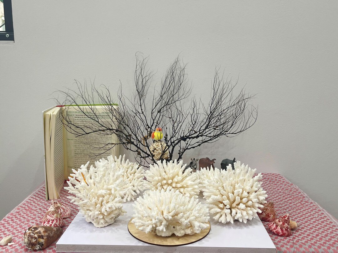 Natural White Coral Decor: Real Ocean Coral for Coastal Home & Aquarium ...