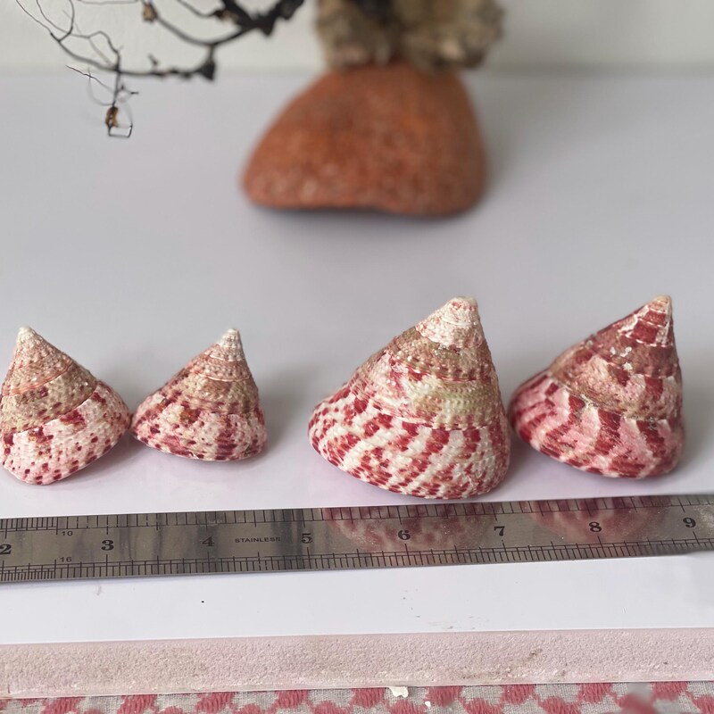 Trochus Shell - Etsy