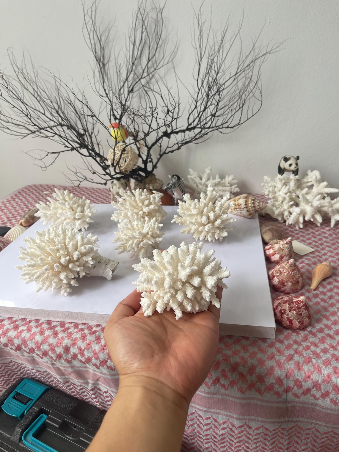 Natural White Coral Decor: Real Ocean Coral for Coastal Home & Aquarium ...