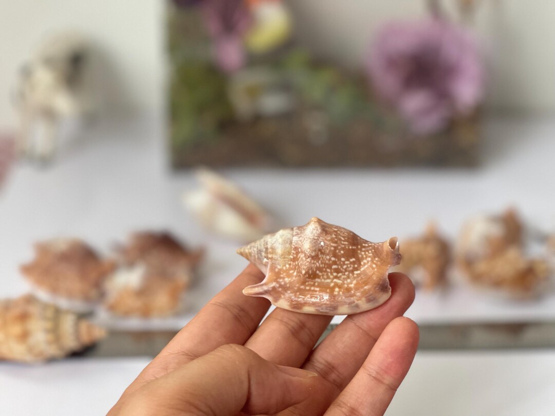 Natural Conch Sea Shell Set: Beach Decor, DIY Crafts, Aquarium ...