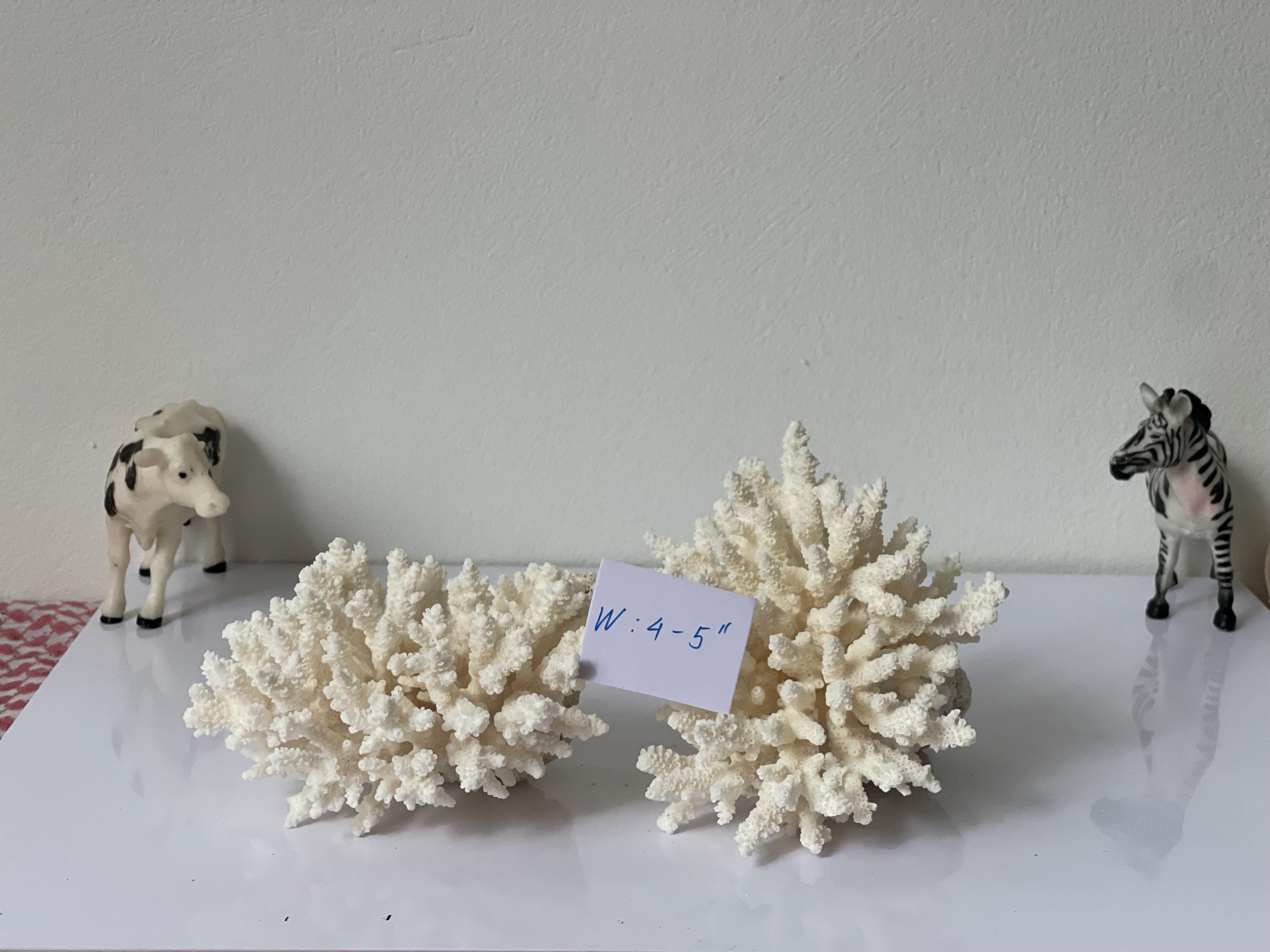Natural White Coral Decor: Real Ocean Coral for Coastal Home & Aquarium ...