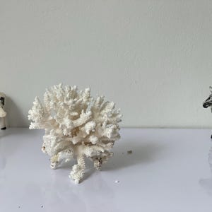 Natural White Coral Decor: Real Ocean Coral for Coastal Home & Aquarium ...