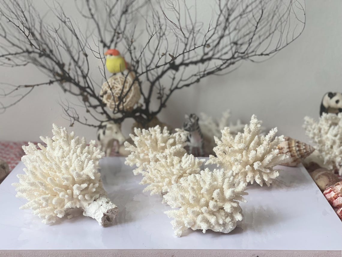Natural White Coral Decor: Real Ocean Coral for Coastal Home & Aquarium ...