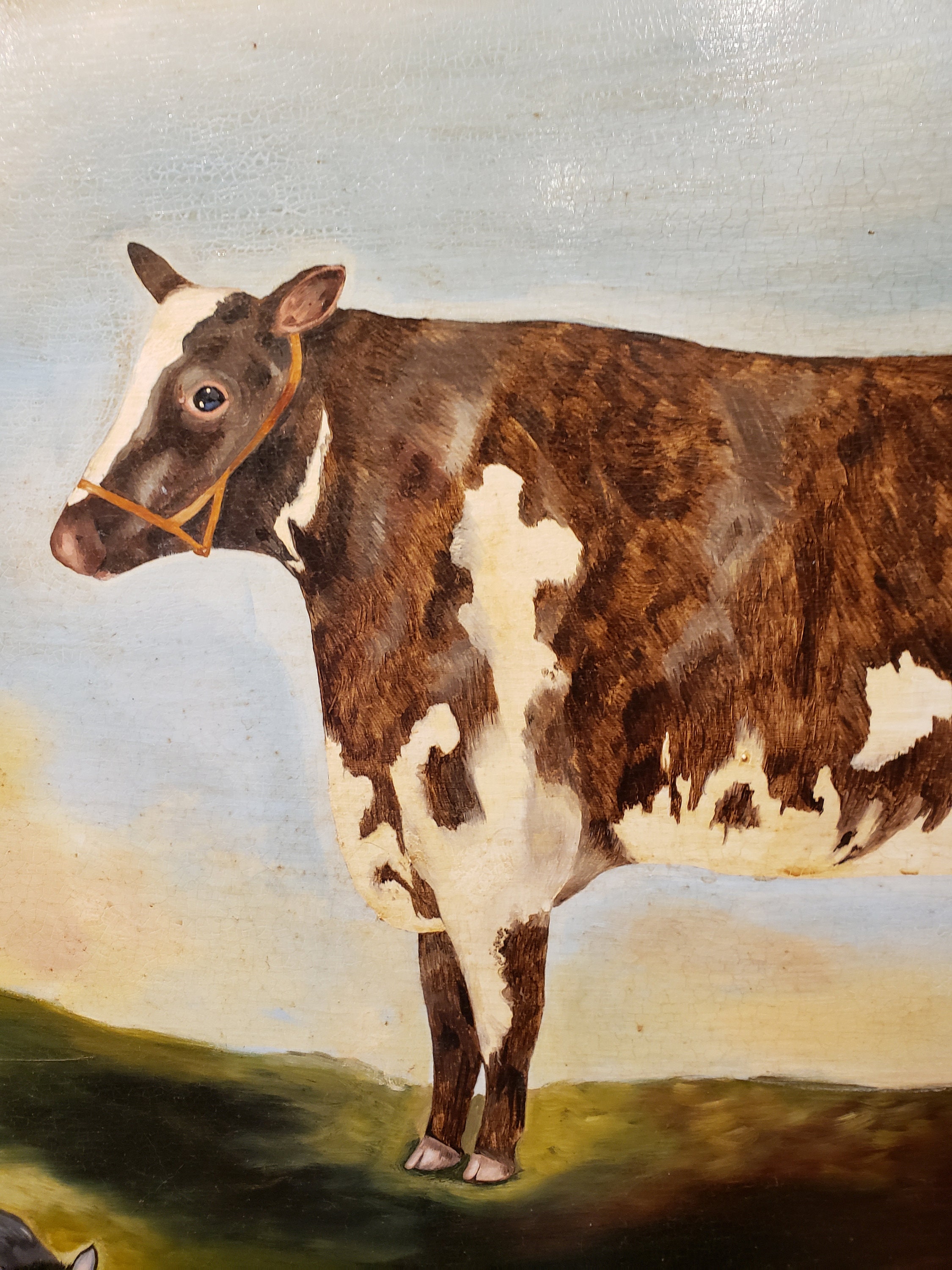 A Prize Heifer - Etsy