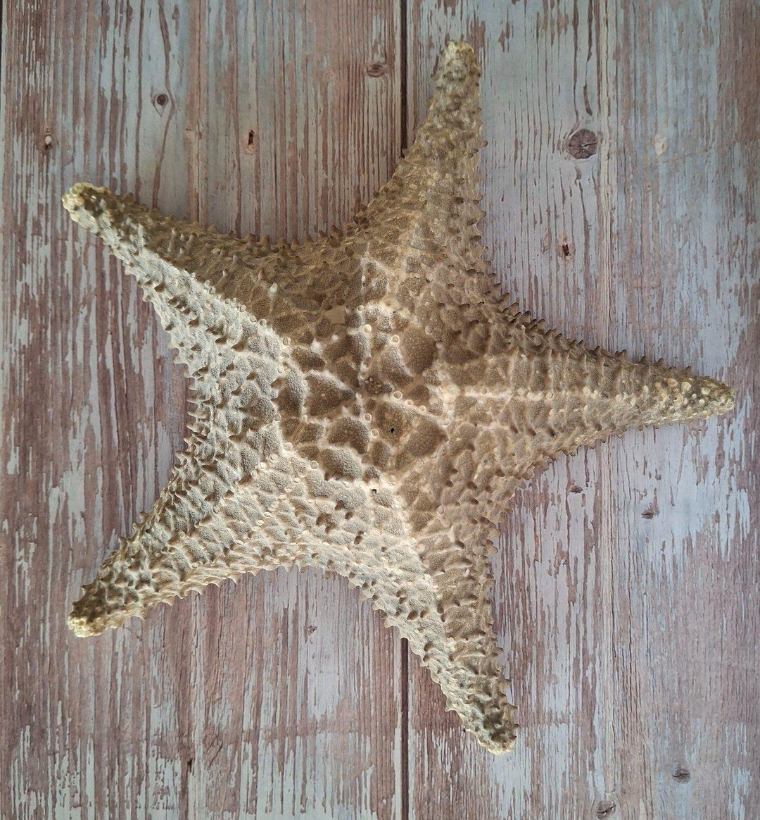 Large Real Dried Raised Starfish 10 Ocean Beach Nautical Decor - Etsy