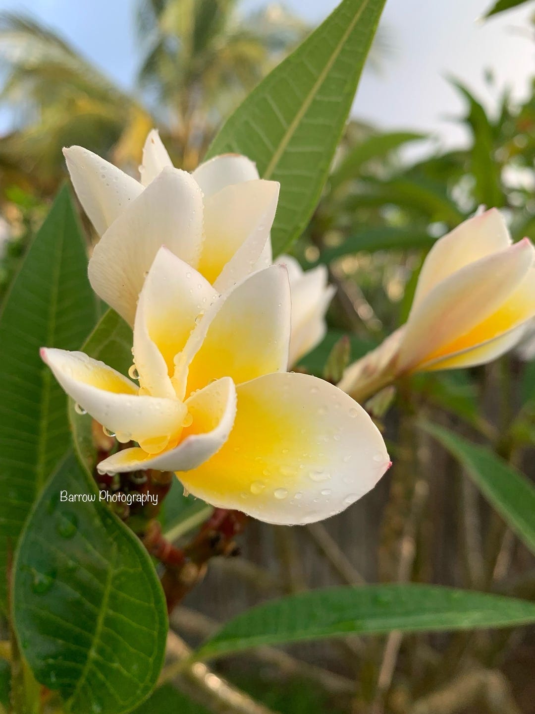 Frangipani Flower Photography Print | Tropical Coastal Wall Art - Etsy